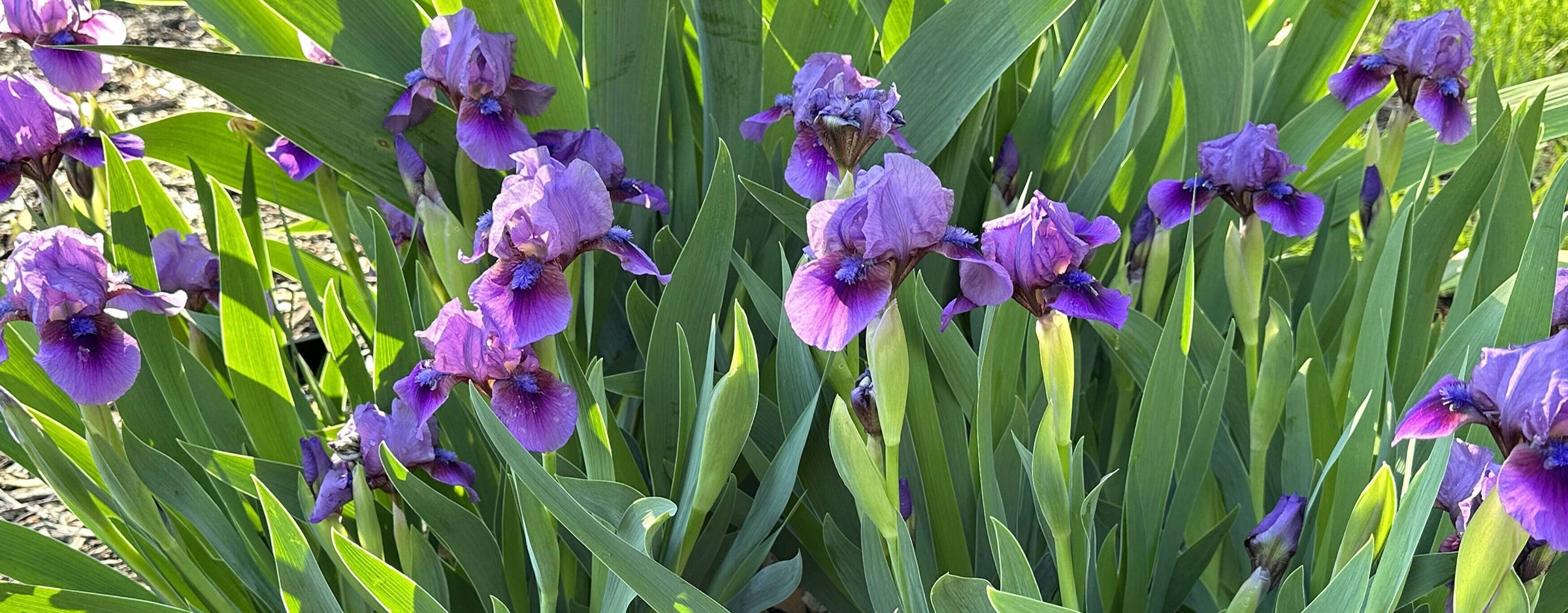 Stephanie’s Iris Garden – Irises for Sale (Central Illinois ...